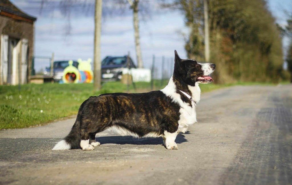 Accueil - Elevage De La Légende De Jupiter - eleveur de chiens Welsh ...